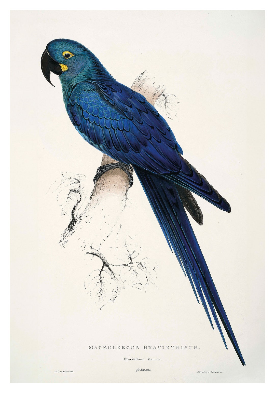 Reproduction Print of Hyacinth Macaw Parrot by Edward Lear - Etsy