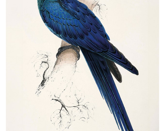 Reproduction Print of Hyacinth Macaw Parrot by Edward Lear - Etsy