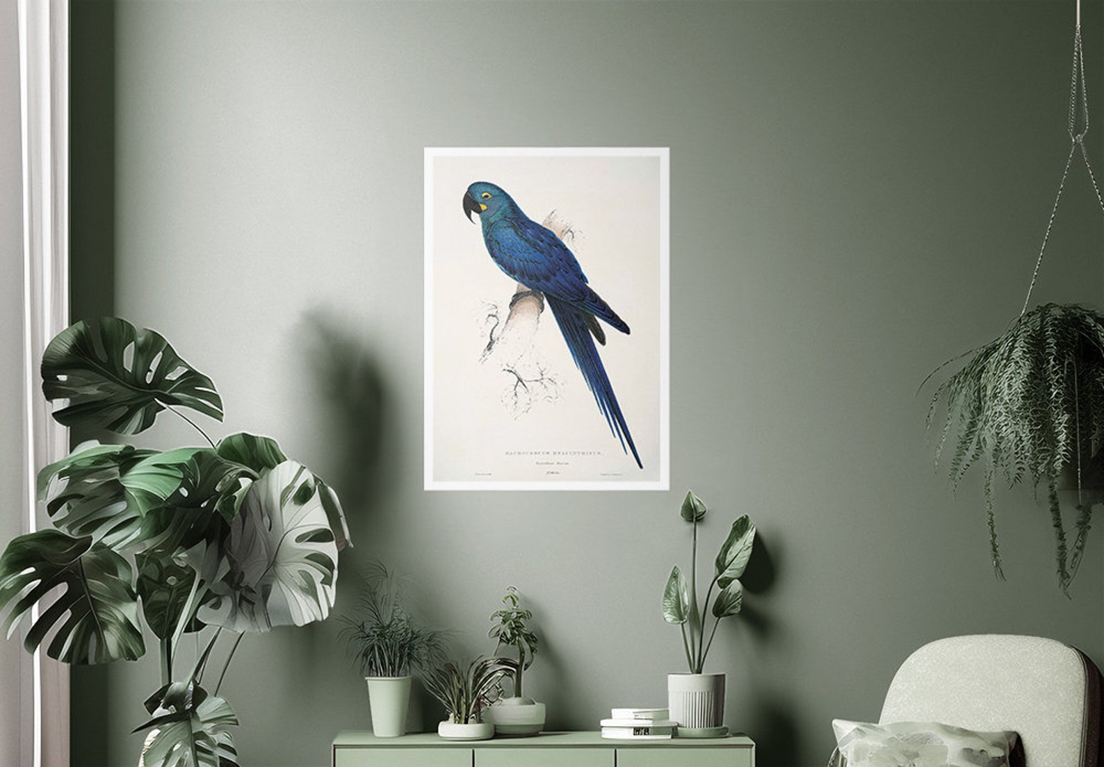 Reproduction Print of Hyacinth Macaw Parrot by Edward Lear - Etsy