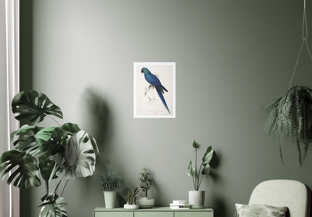 Reproduction Print of Hyacinth Macaw Parrot by Edward Lear - Etsy