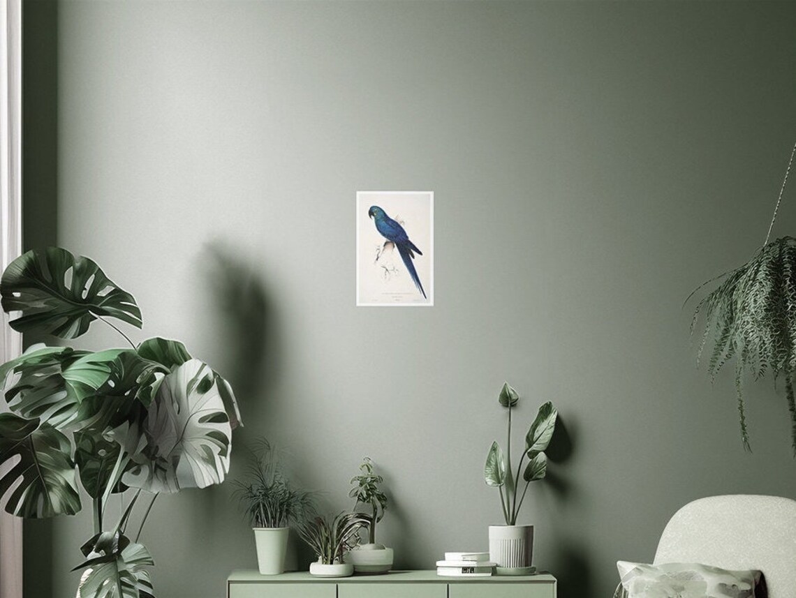Reproduction Print of Hyacinth Macaw Parrot by Edward Lear - Etsy
