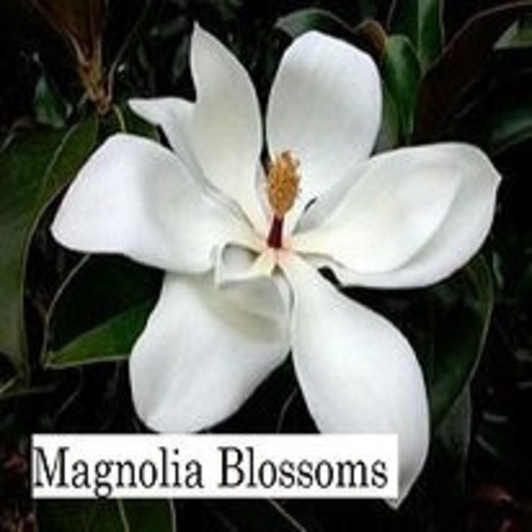 Magnolia Blossoms Perfume Body Mist Body Oil Lotion Room - Etsy