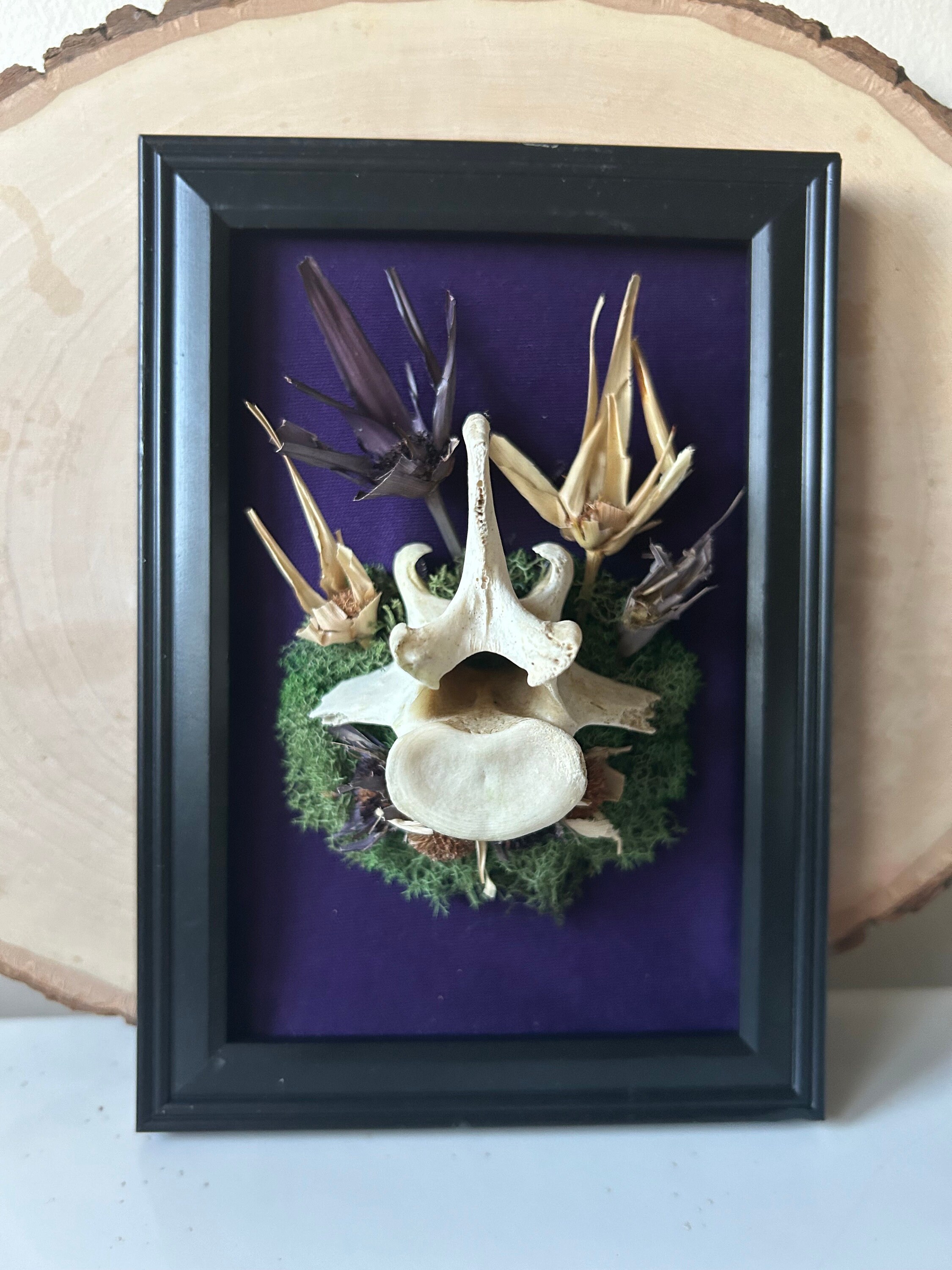 DIVINITY Handmade Framed Bone Art Deer Bone Vertebrae Animal Bone ...
