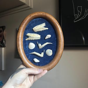 Jaws of Life Handmade Framed Bone Art Fish Bone Vertebrae Animal Bone ...