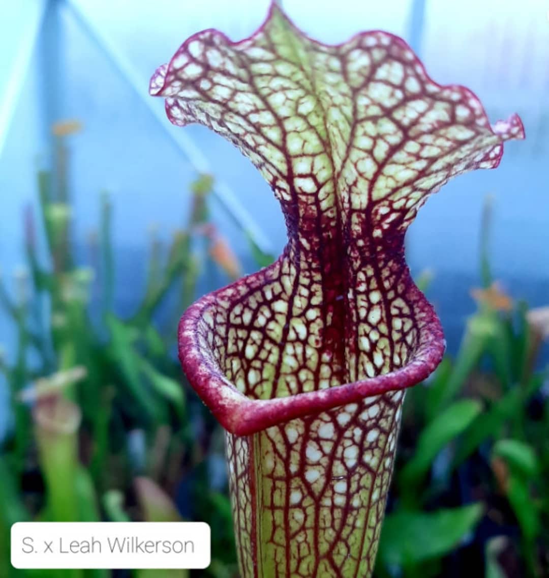 Pitcher Plants 25 Seeds per Serving Seed Hybrid Leah Wilkerson ...