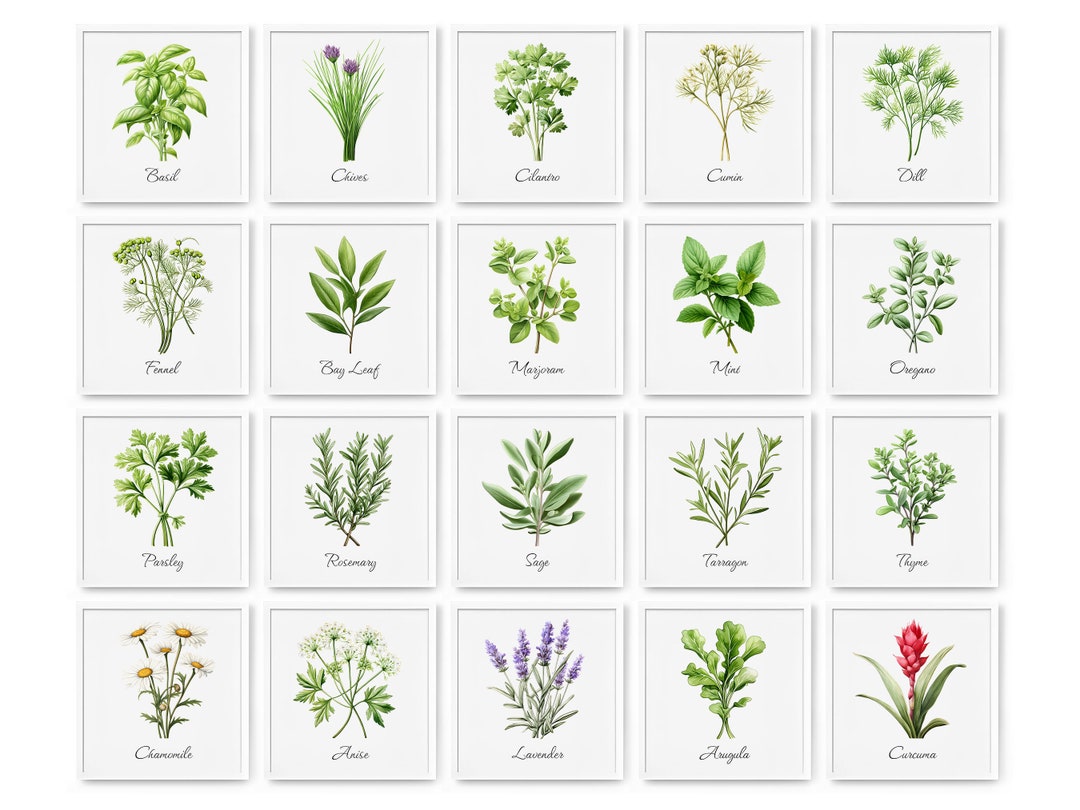 Herb Poster Set of 20 Herbal Print Culinary Herbs Basil, Rosemary, Sage ...