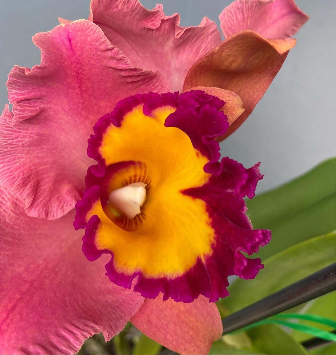 Rlc Phet Wangnamkeaw Red Guava Cattleya - Etsy