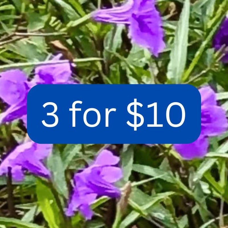 Live Mexican Petunia - Etsy