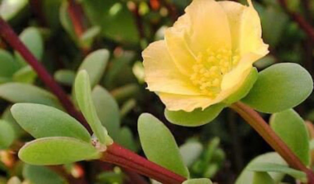 Portulaca Lutea - Succulent Live Plant - Etsy