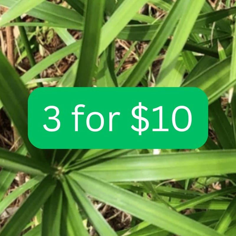 Floral Rose Umbrella - Etsy