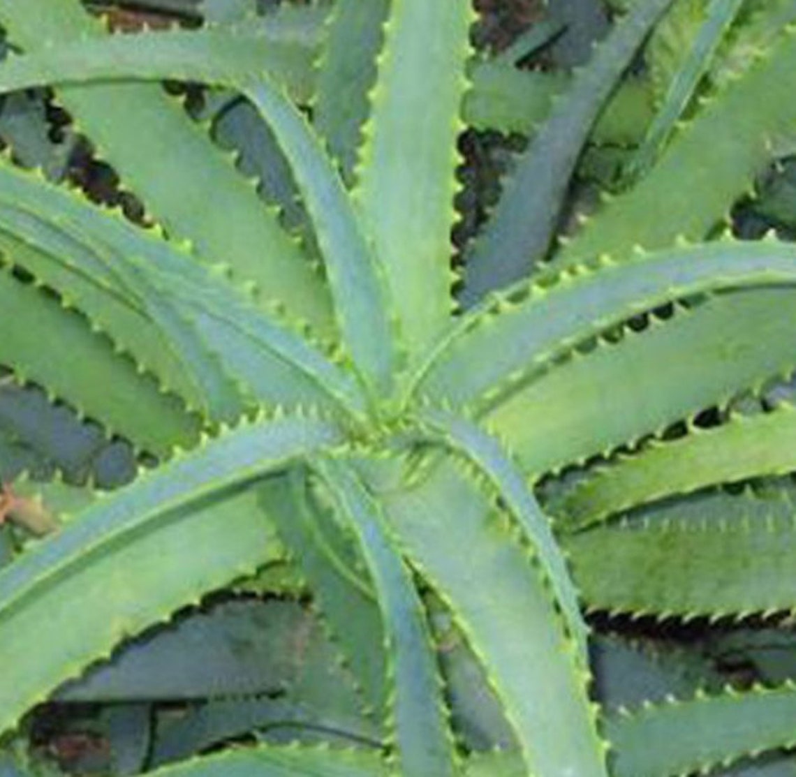 Torch Aloe Tree Live Plant Aloe Arborescens Succulent Medicinal - Etsy
