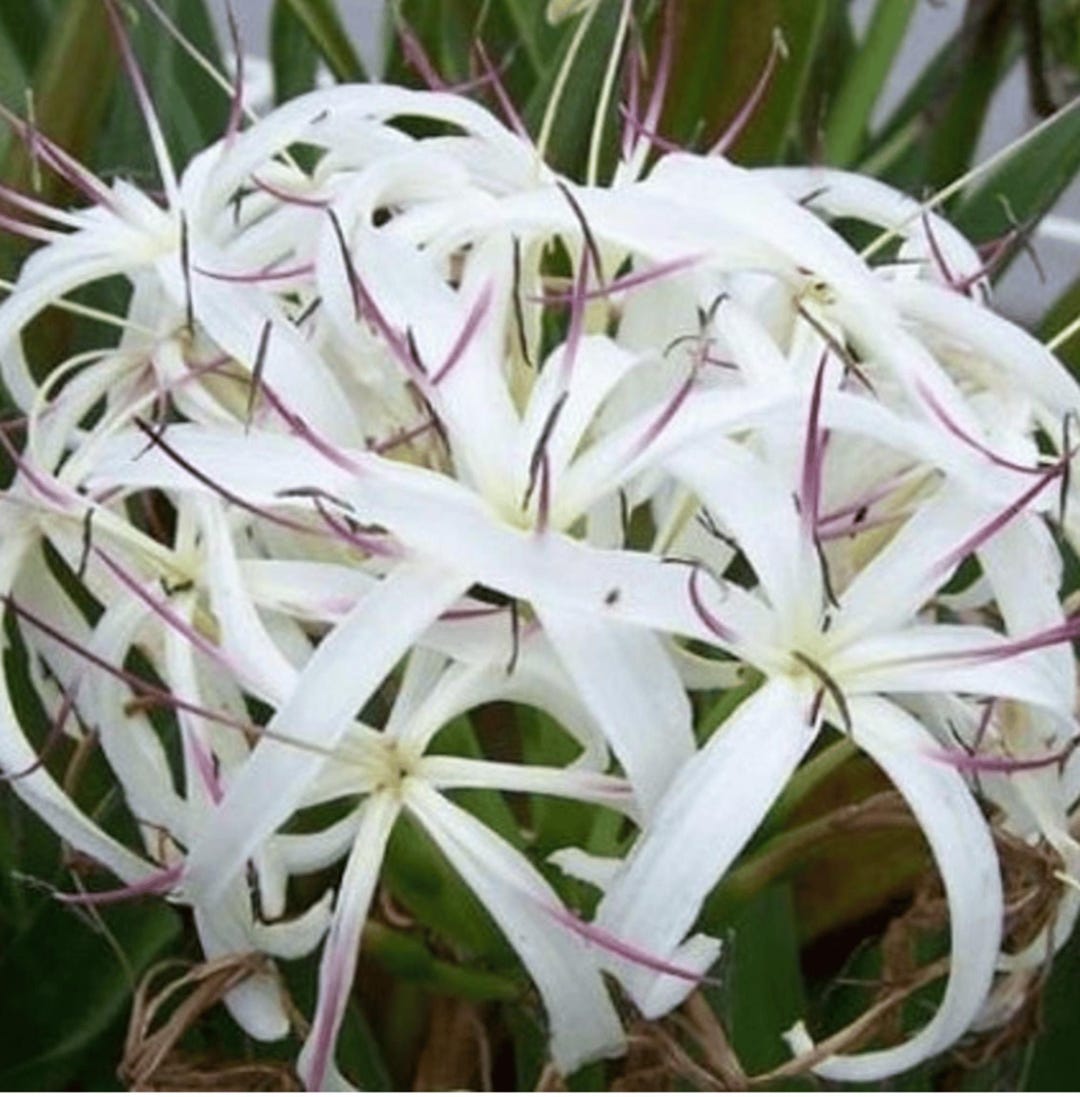 White Crinum Lily - Live Plant - Etsy