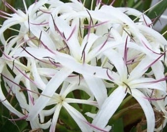 White Spider Lily Crinum Asiaticum White Spider Lily Gallon Plant - Etsy
