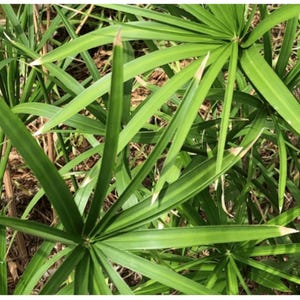 Papyrus Umbrella Palm - Live Plant - Etsy