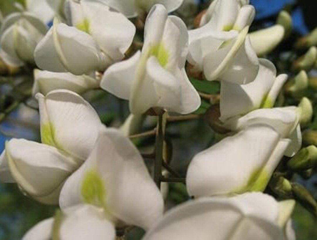 Yellow Locust Tree 5 Seeds - Etsy