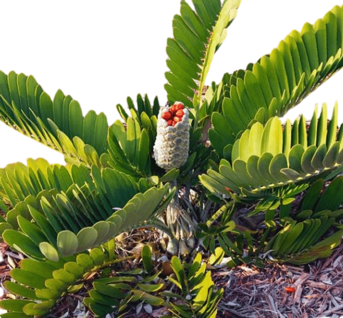 Cardboard Palm Tree Live Plant - Etsy