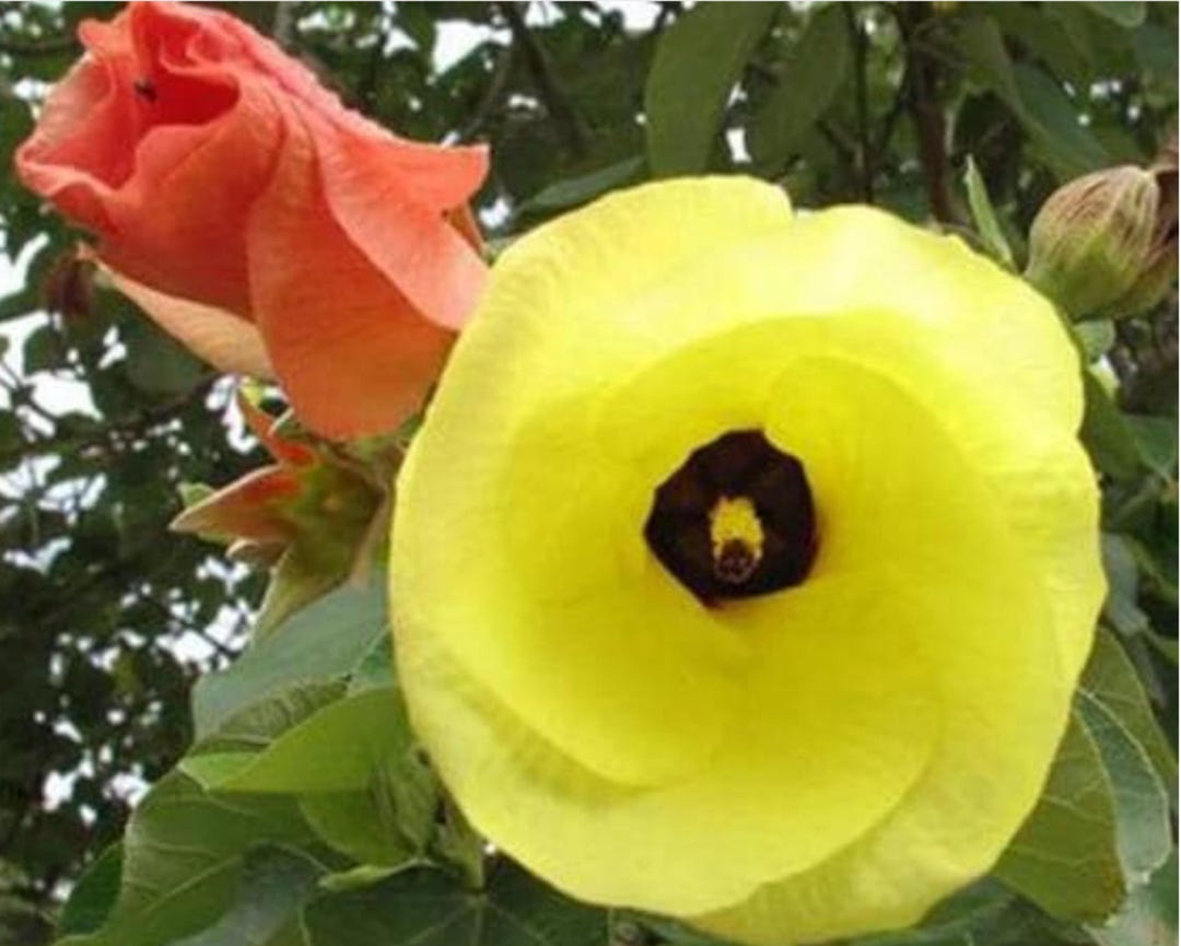 Hau Tree, Sea Hibiscus, Hibiscus Tiliaceus, Coastal Cottonwood - 5 ...