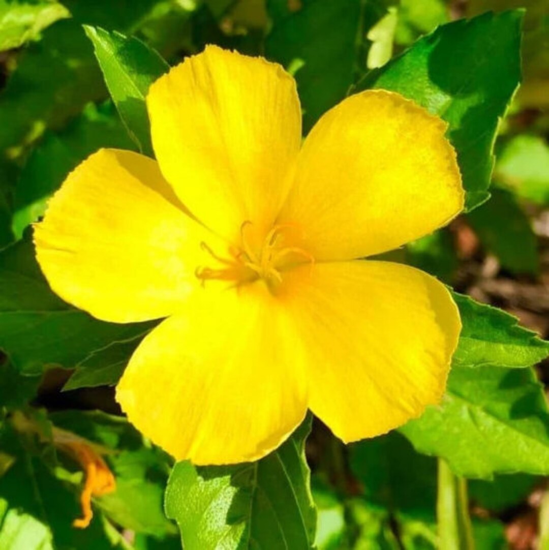 Buttercup Bush Live Plant - Etsy
