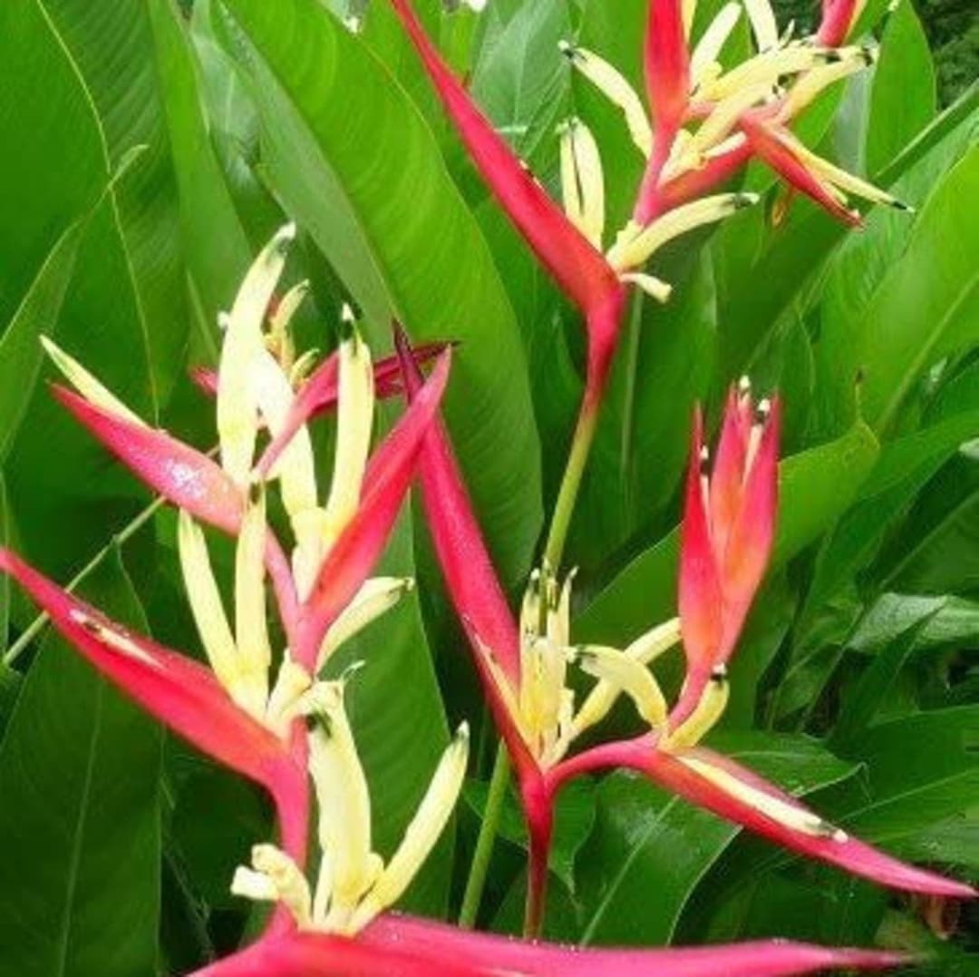 Heliconia - Etsy
