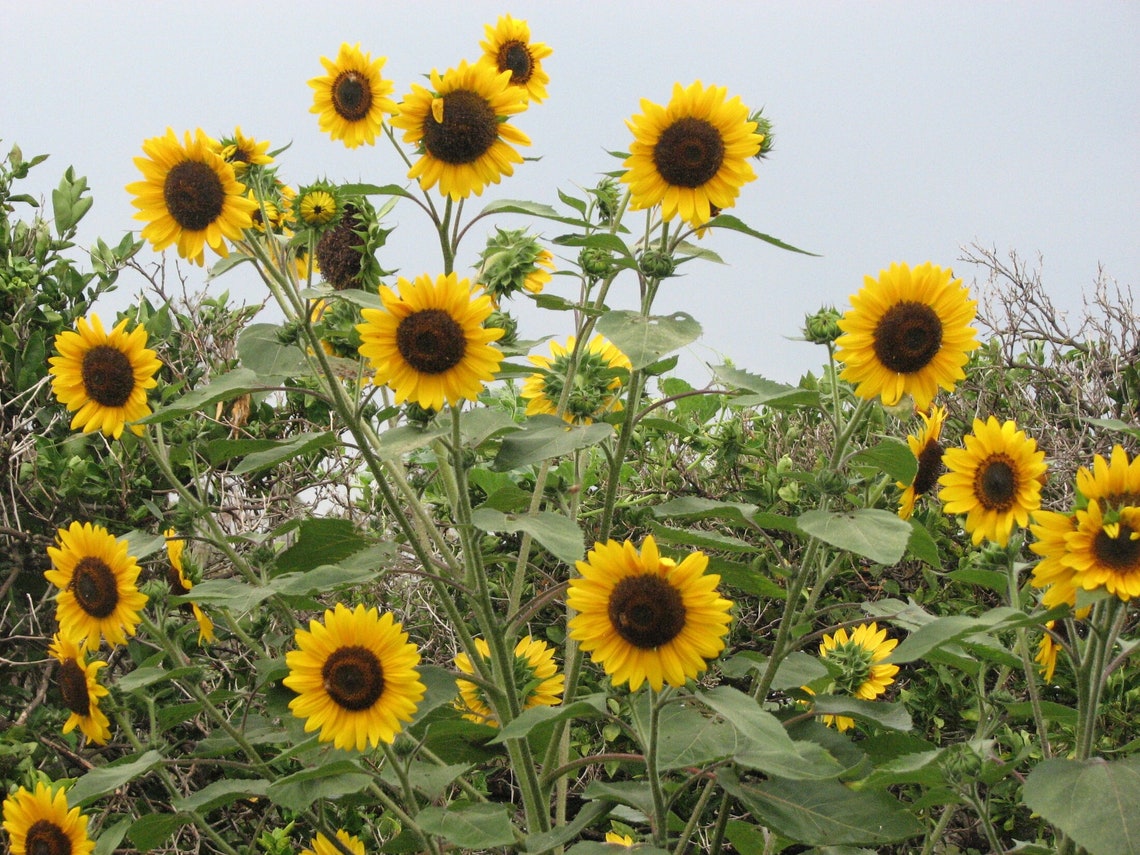 Sunflower Tree 5 Seeds - Etsy