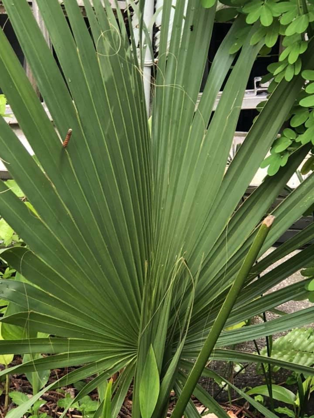 Palm Tree - Live Plant - Etsy