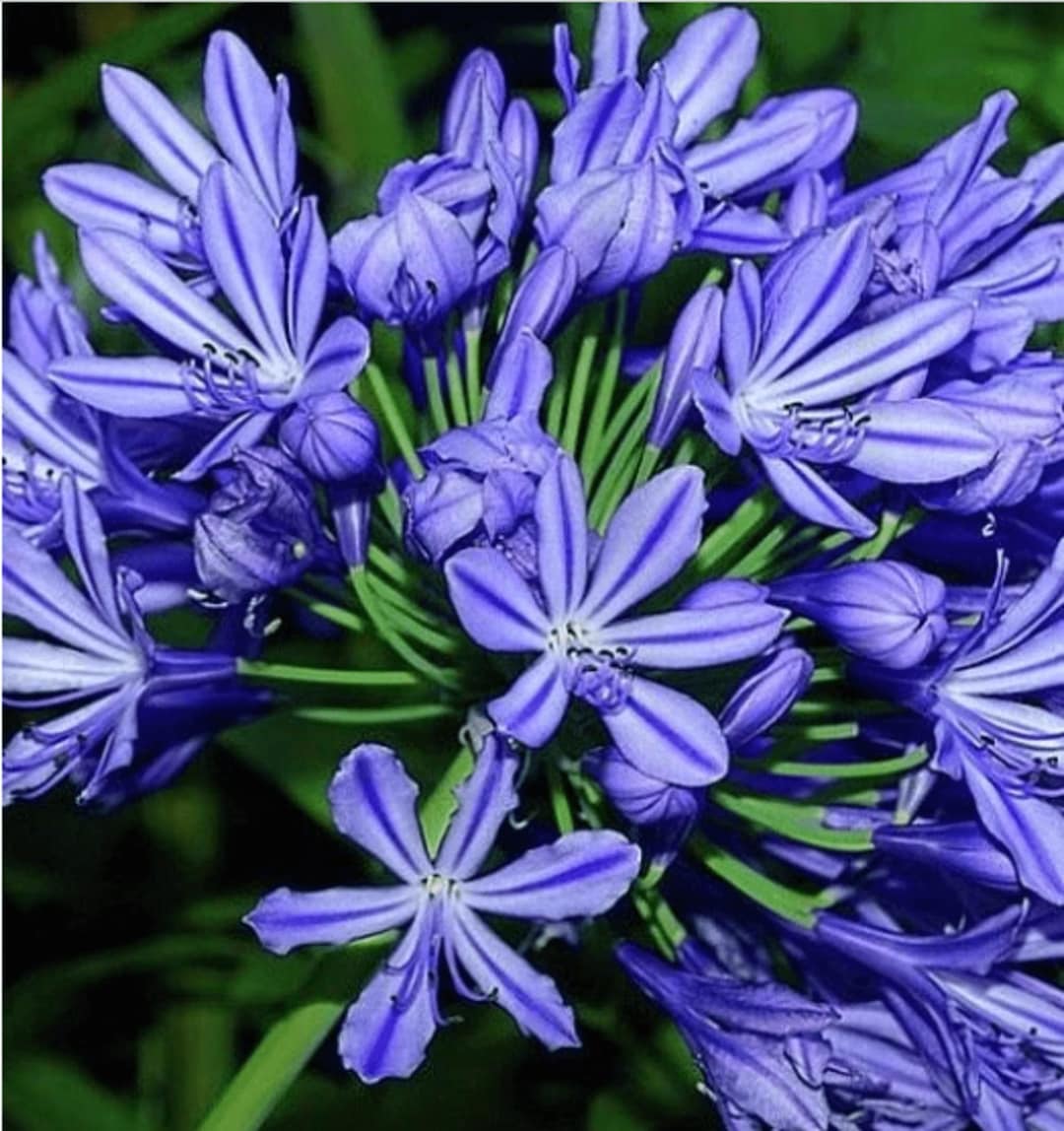 Blue Agapanthus - Live Plant - Etsy