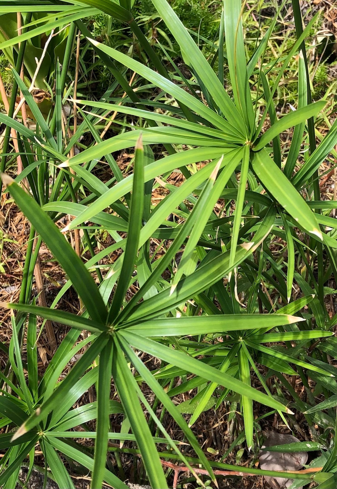 Papyrus Umbrella Palm - Live Plant - Etsy