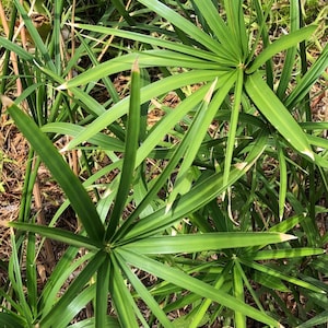 Papyrus Umbrella Palm - Live Plant - Etsy