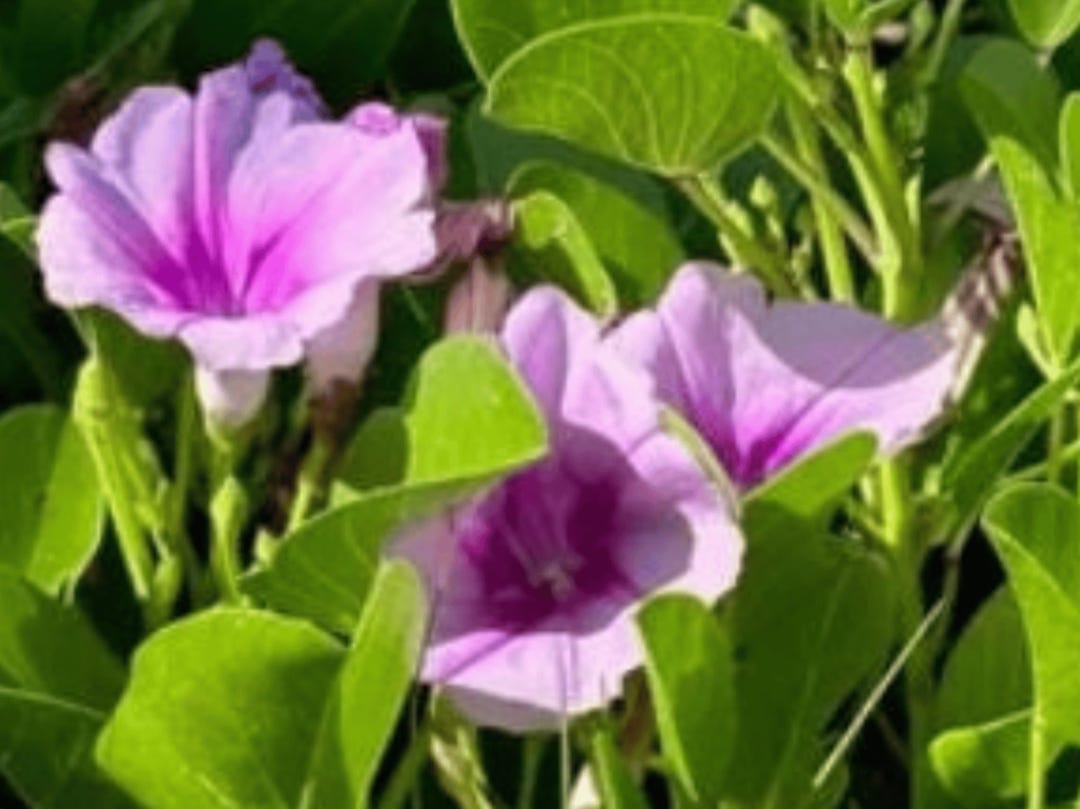 Beach Morning Glory - Railroad Vine - Ipomoea Pes-caprae Live Plant - Etsy