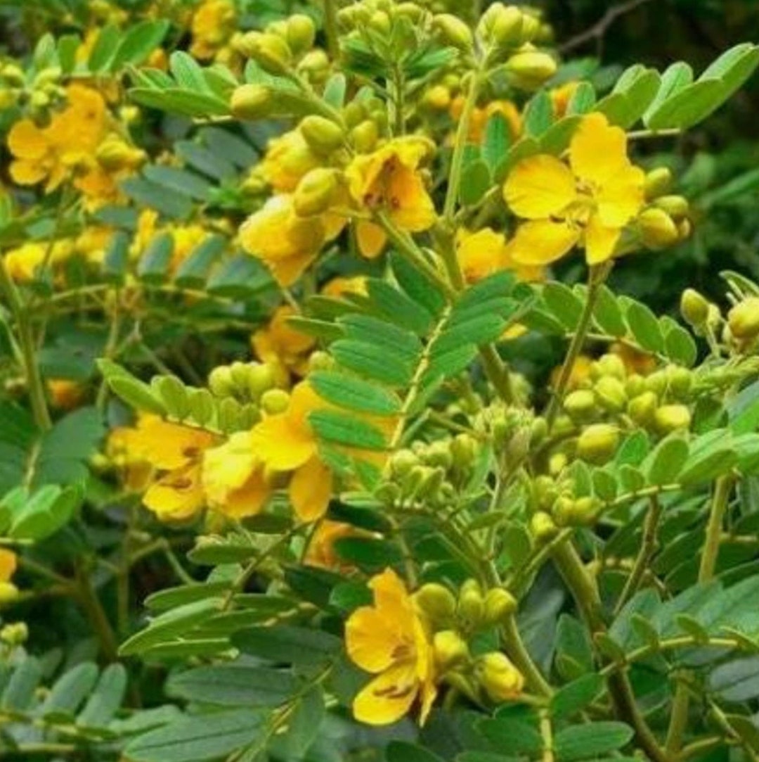 Yellow Senna Cassia Butterfly Bush - Live Plant - Etsy