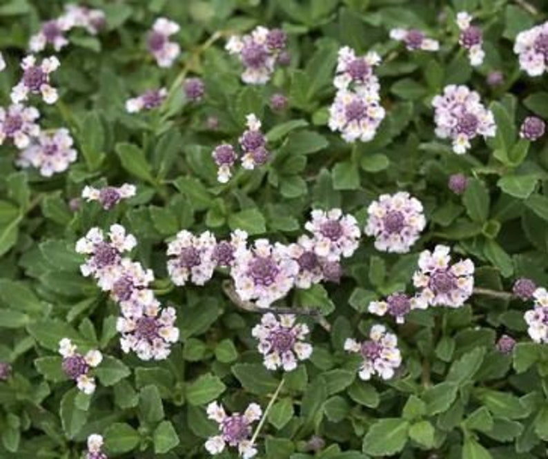 Purple Frog Fruit - Succulent - Phyla Nodiflora - Medicinal Live Plant ...