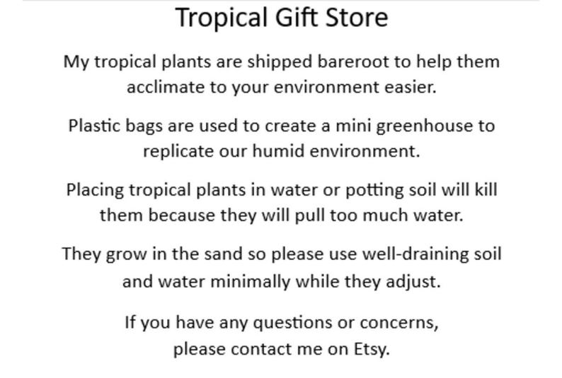 Palm Tree - Live Plant - Etsy