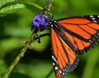 Purple Porter Weed Live Plant Stachytarpheta Frantzii - Etsy