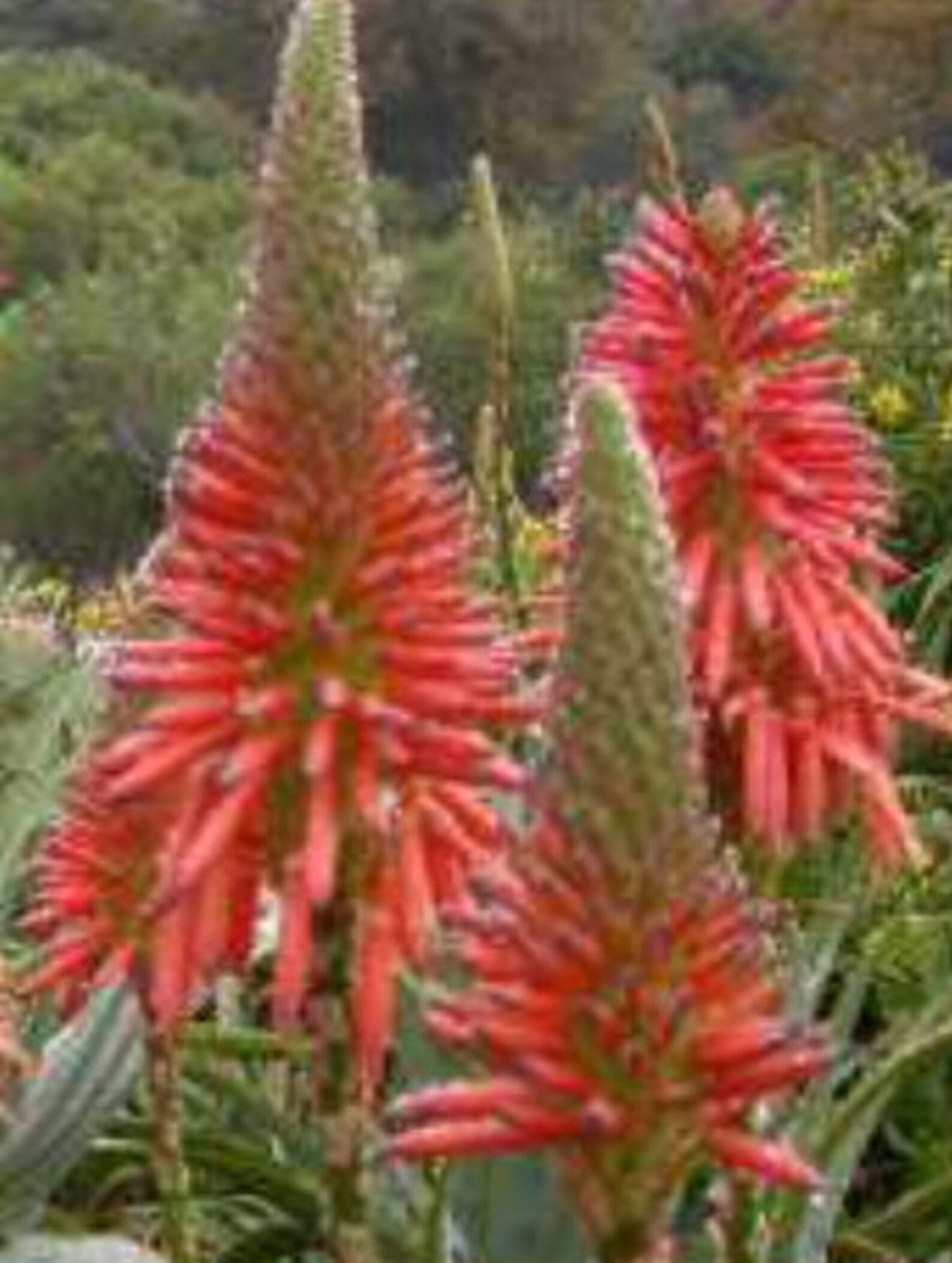 Torch Aloe Tree - Live Plant - Aloe Arborescens - Succulent - Medicinal ...