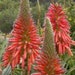 Torch Aloe Tree - Live Plant - Aloe Arborescens - Succulent - Medicinal ...