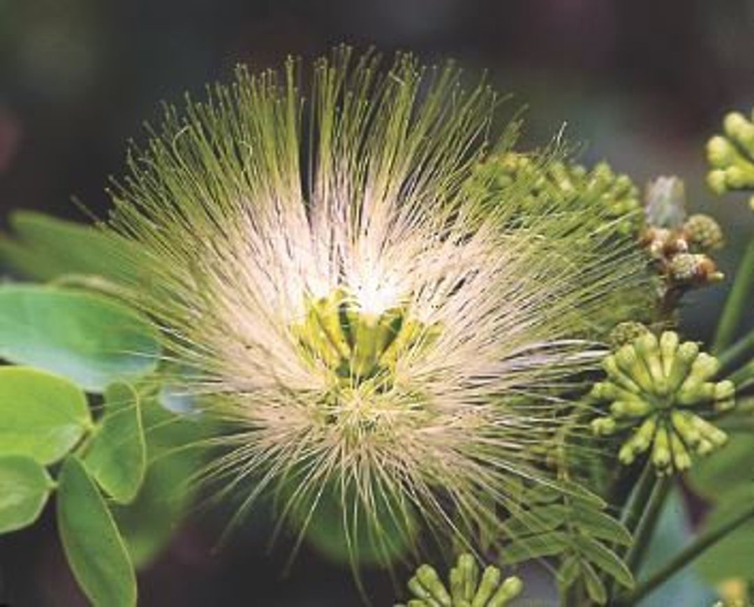 Siri Rain Tree Albiz Lebbeck- Live Plant - Medicinal - Etsy