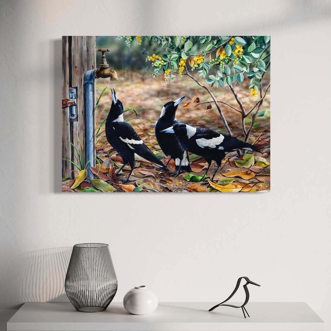 Australian Magpies in Wattle - "waiting for My Turn" | Australian ...