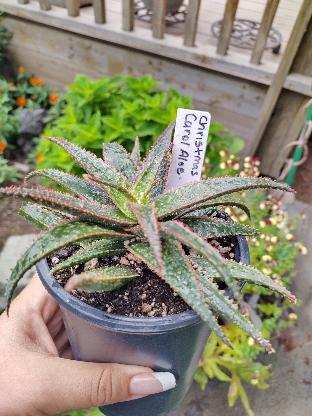 Rare Christmas Carol Aloe Blooming Succulent Gift Housewarming Gift ...
