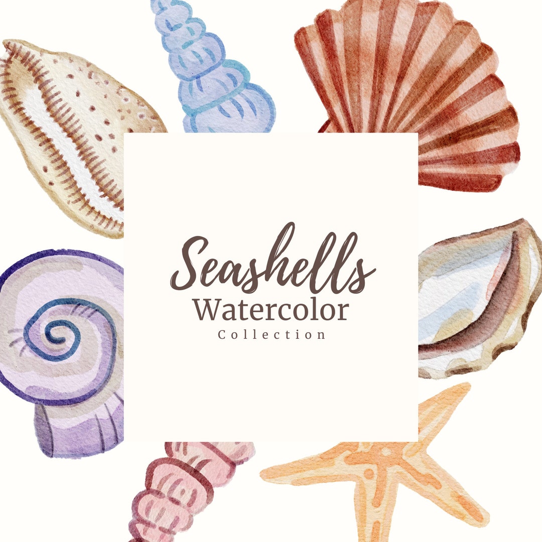 Seashells Watercolor Clipart Collection - Etsy
