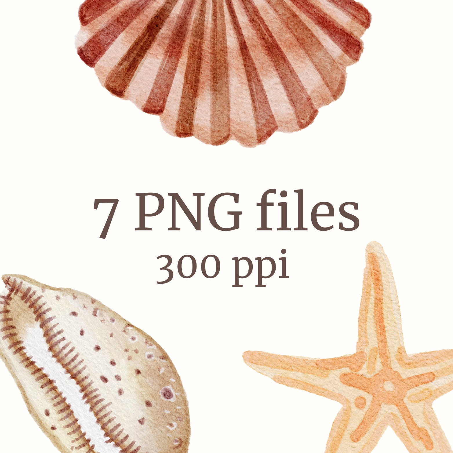 Seashells Watercolor Clipart Collection - Etsy