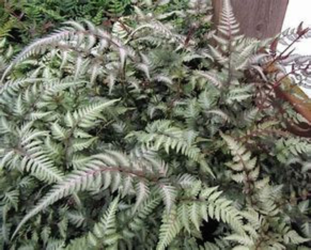 Godzilla Japanese Painted Fern, Growing Zones 3-8, Partial Shade-full ...
