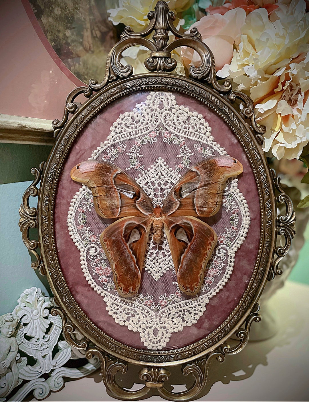 Atlas Moth: Framed Insect / Entomology Art - Etsy