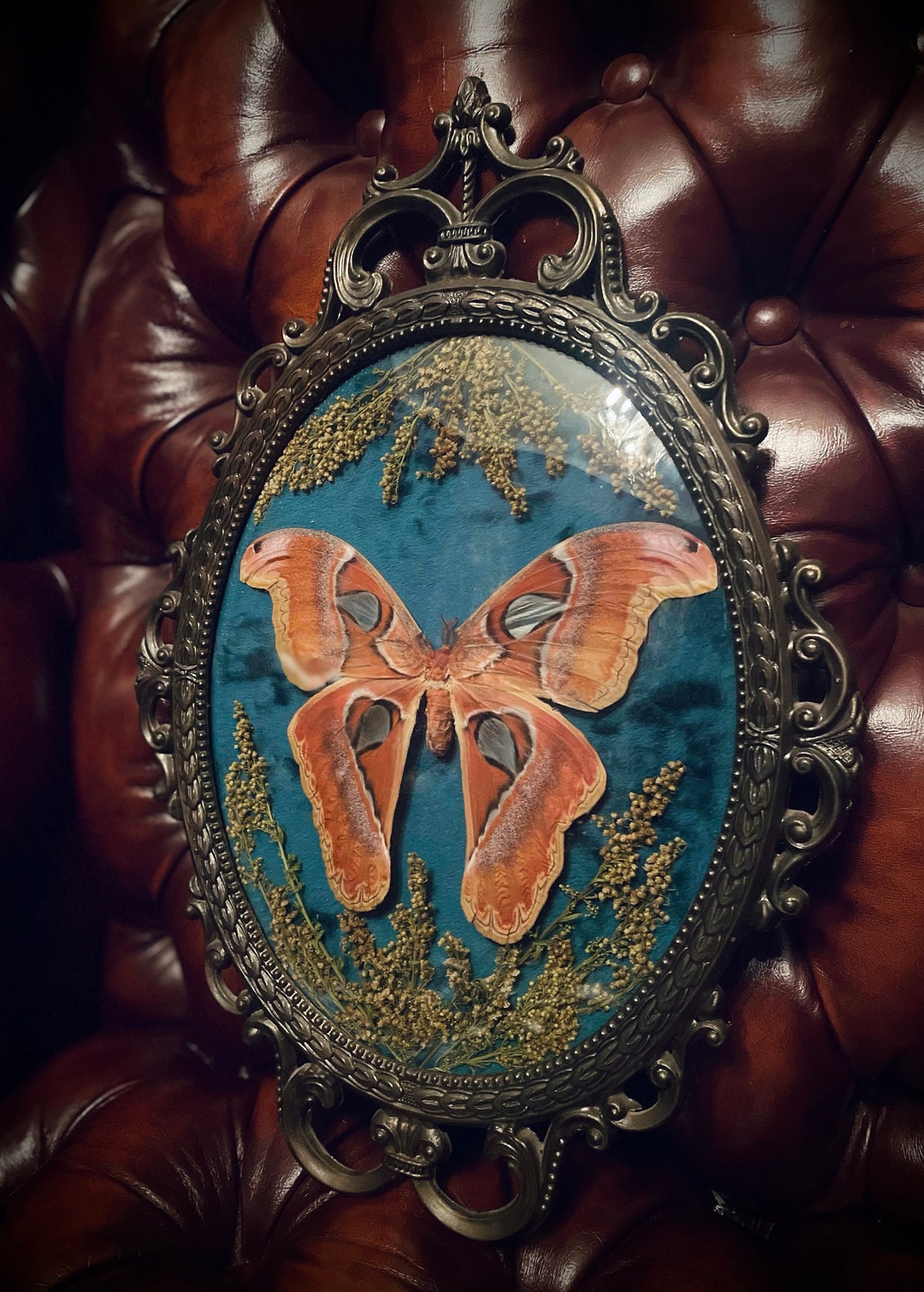 Attacus Atlas Moth : Framed Insect / Entomology Art - Etsy