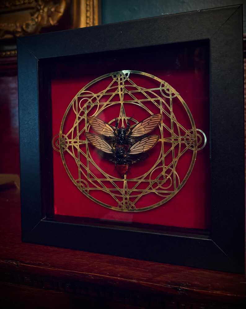 Red Devil Cicadas : Entomology / Insect Art - Etsy