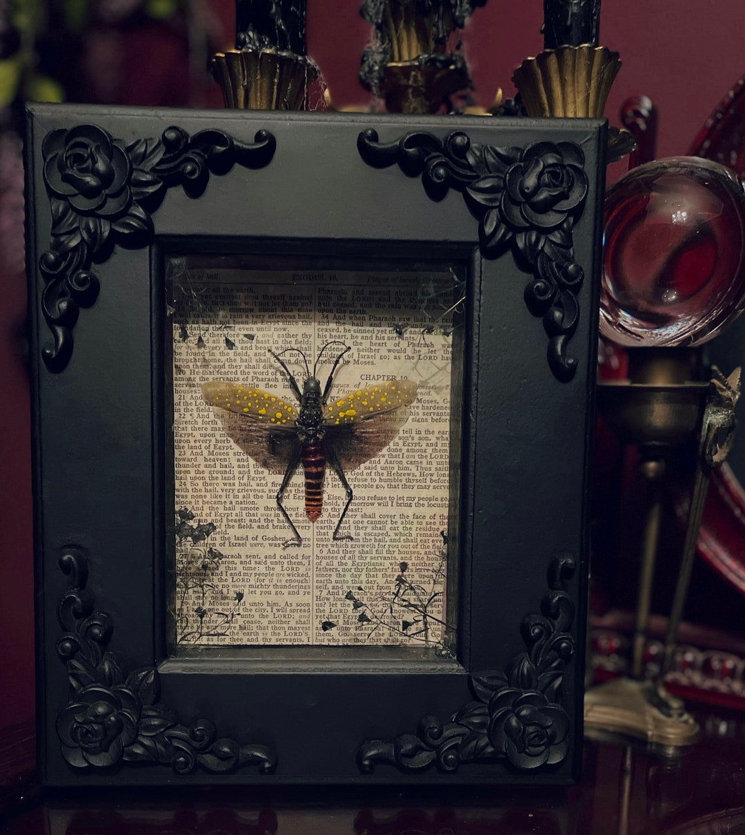 Locust: Framed Insect / Entomology Art - Etsy