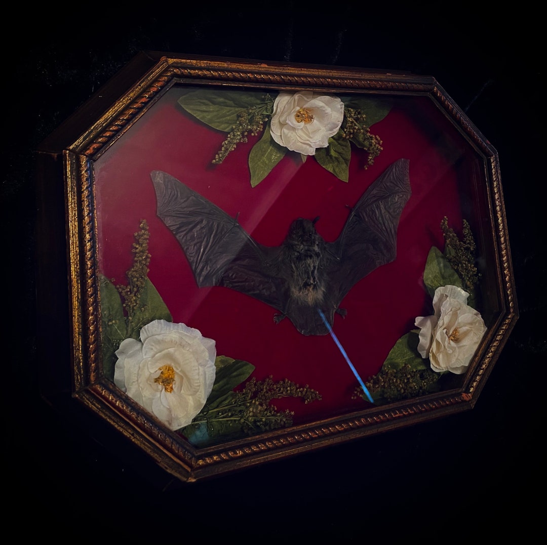 Antique Framed Bat - Etsy Australia