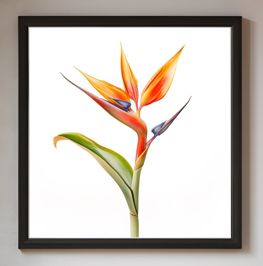 Strelitzia, Plants Poster, Plants Art, Plant Print, Plants Wall Art ...