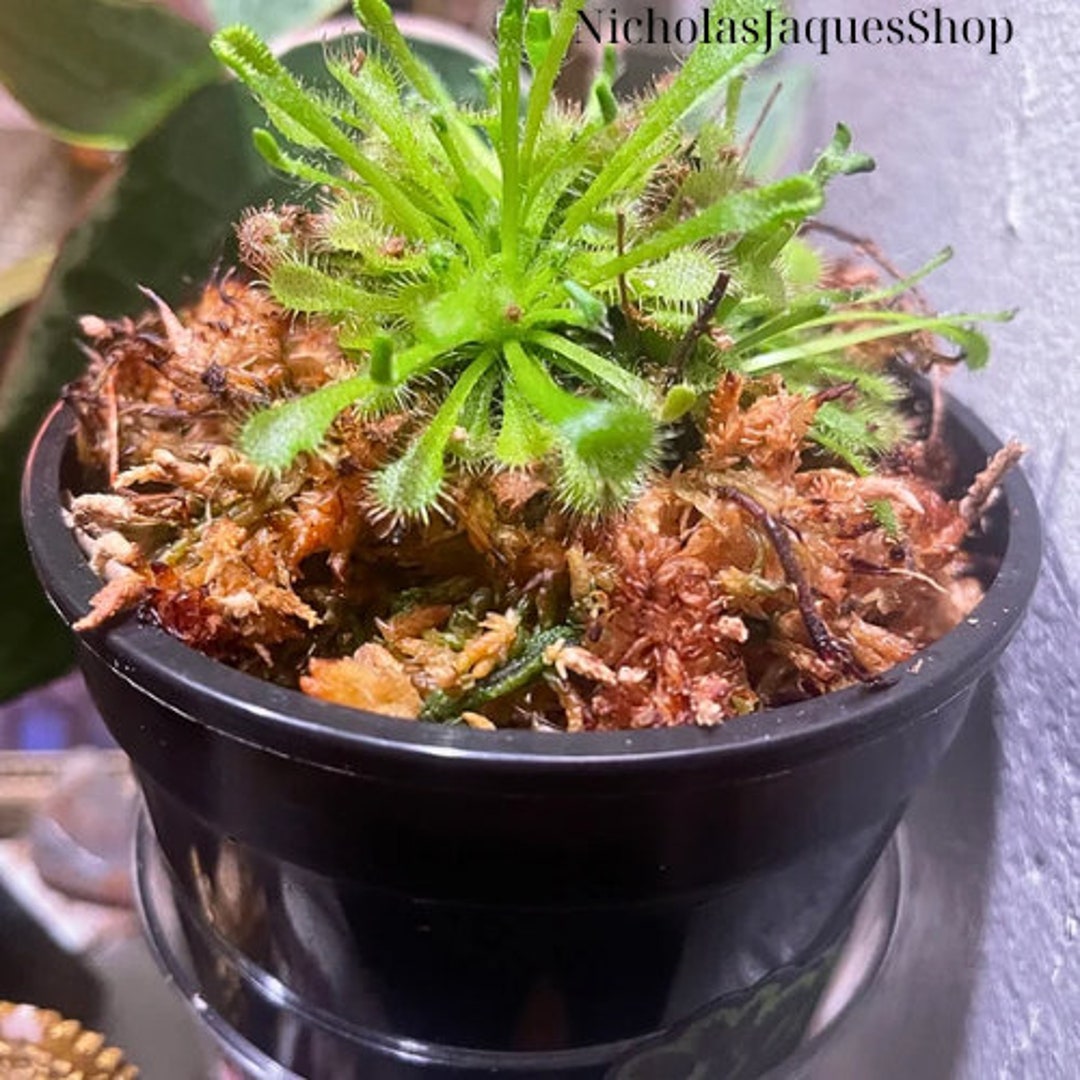 Drosera Spathulata a Sundew That is a Carnivorous Plant - Etsy