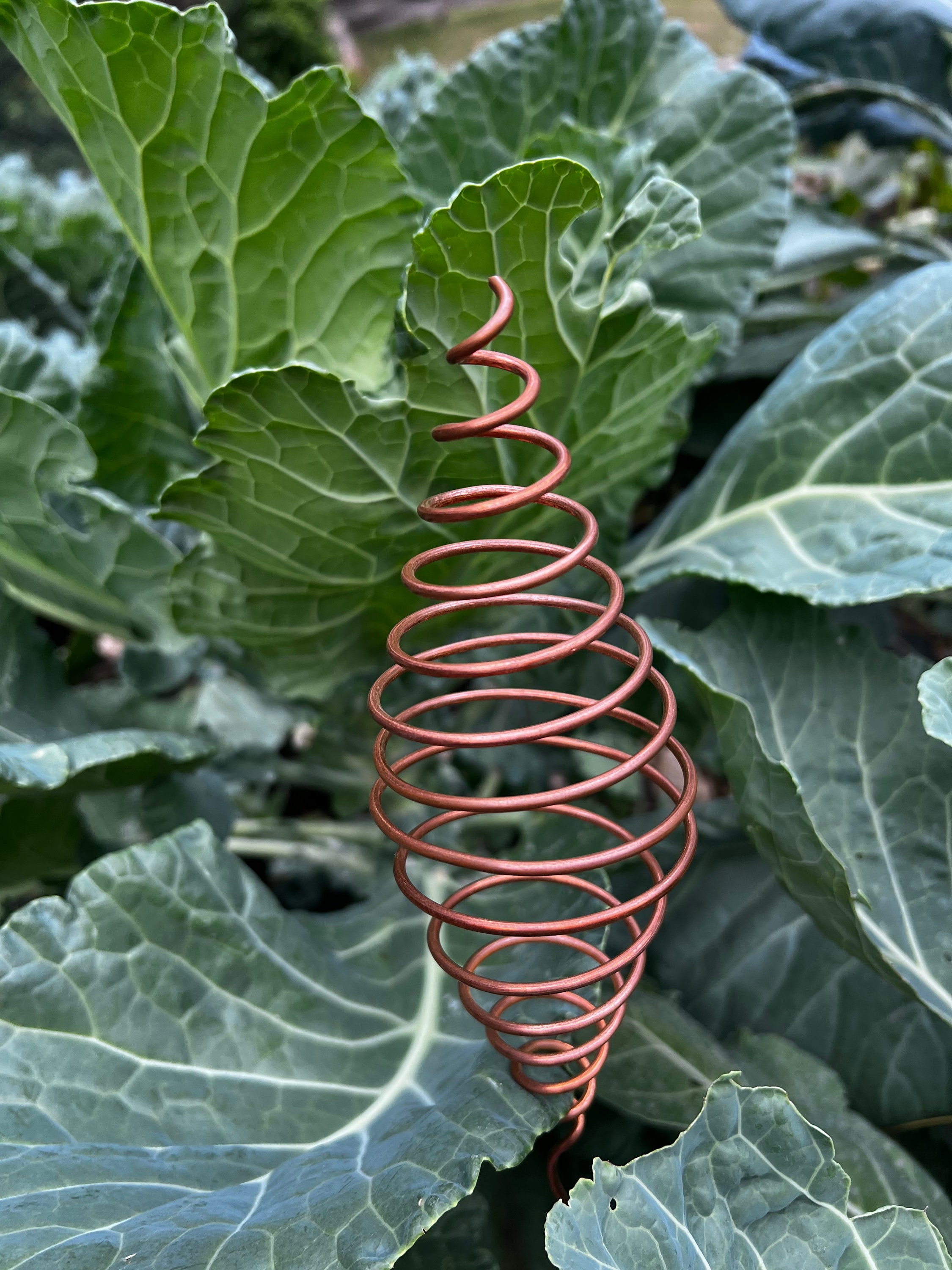 10 PACK Large Electroculture Copper Garden Antennas, Full Ighina Spiral ...