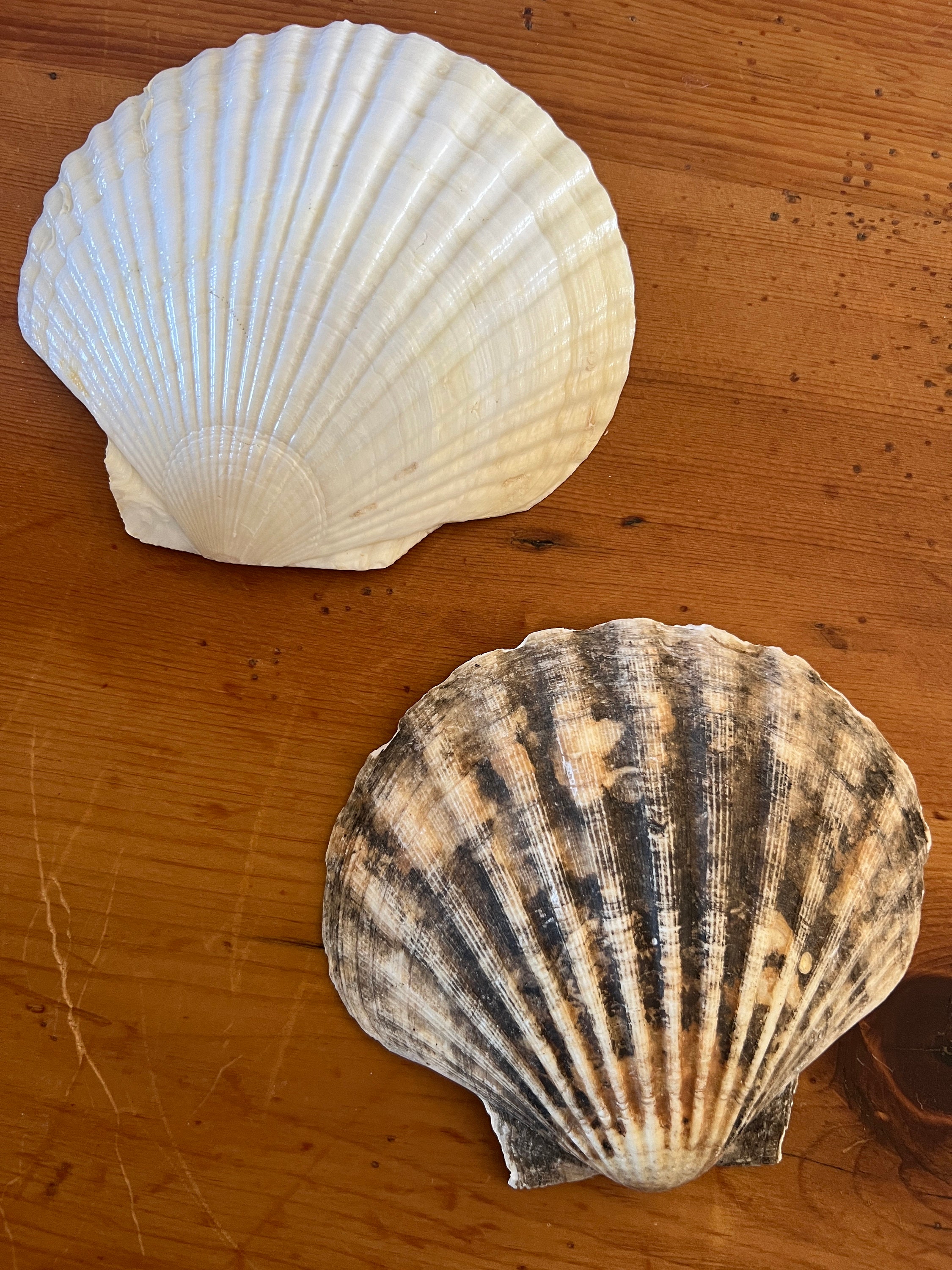 Vintage Scallop Shells - Etsy